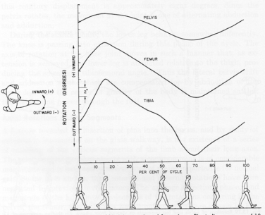 gait graphs | Walking with Richard